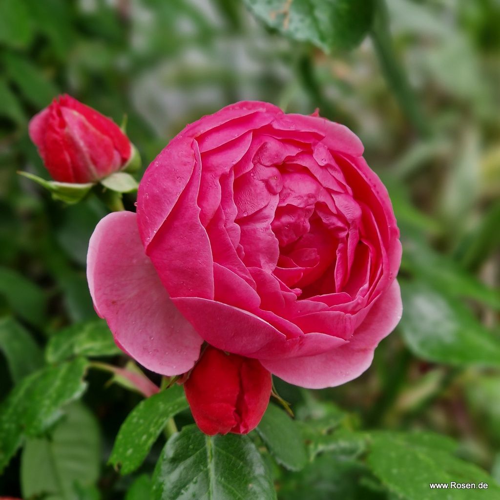 Pomponella® | Kordes Rosen