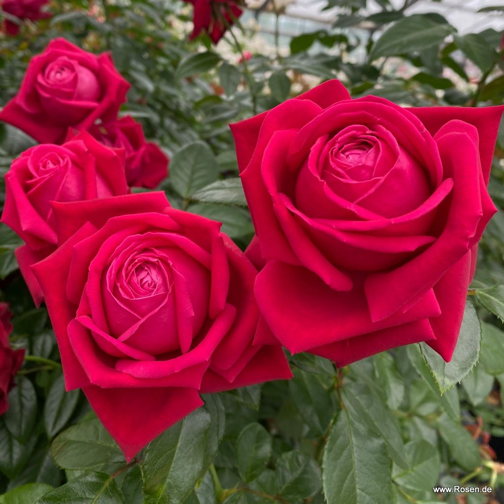 Ruby Kiss® Rose | Kordes Rosen