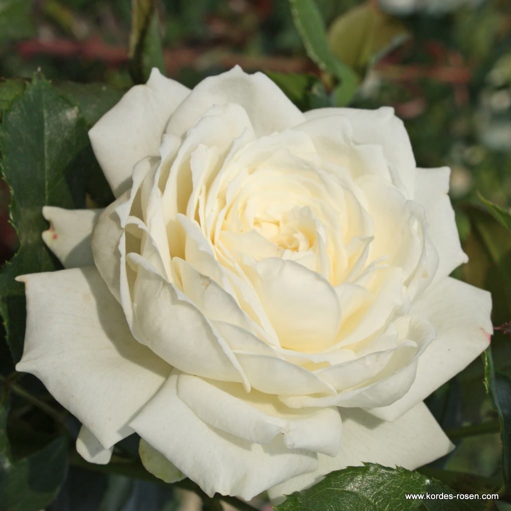 Climbing Roses | Shop By Type | Garden roses | Kordes Rosen