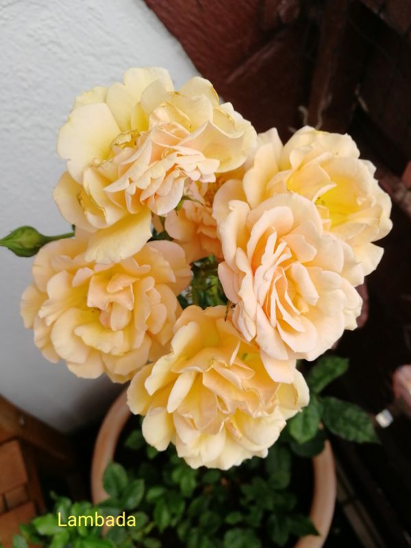 Lambada® | Kordes Rosen