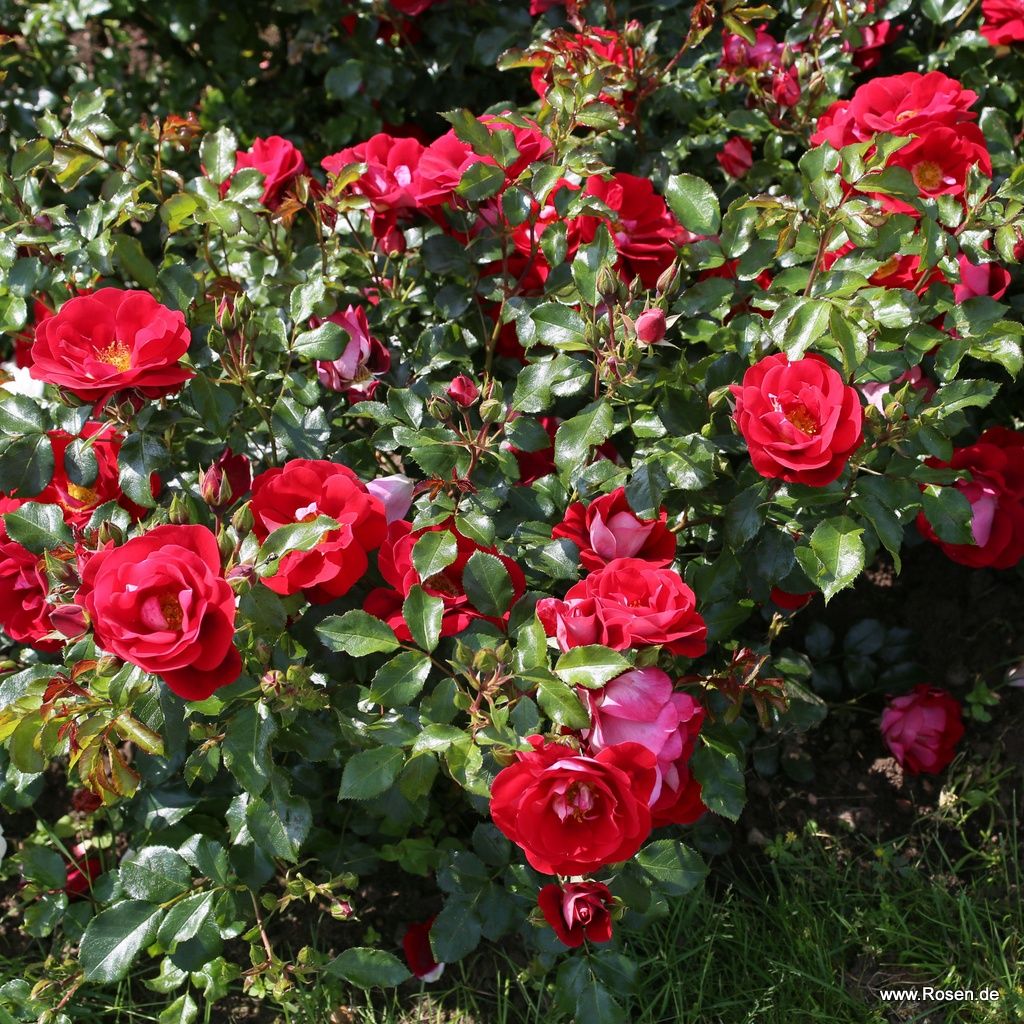 Caracho® | Kordes Rosen