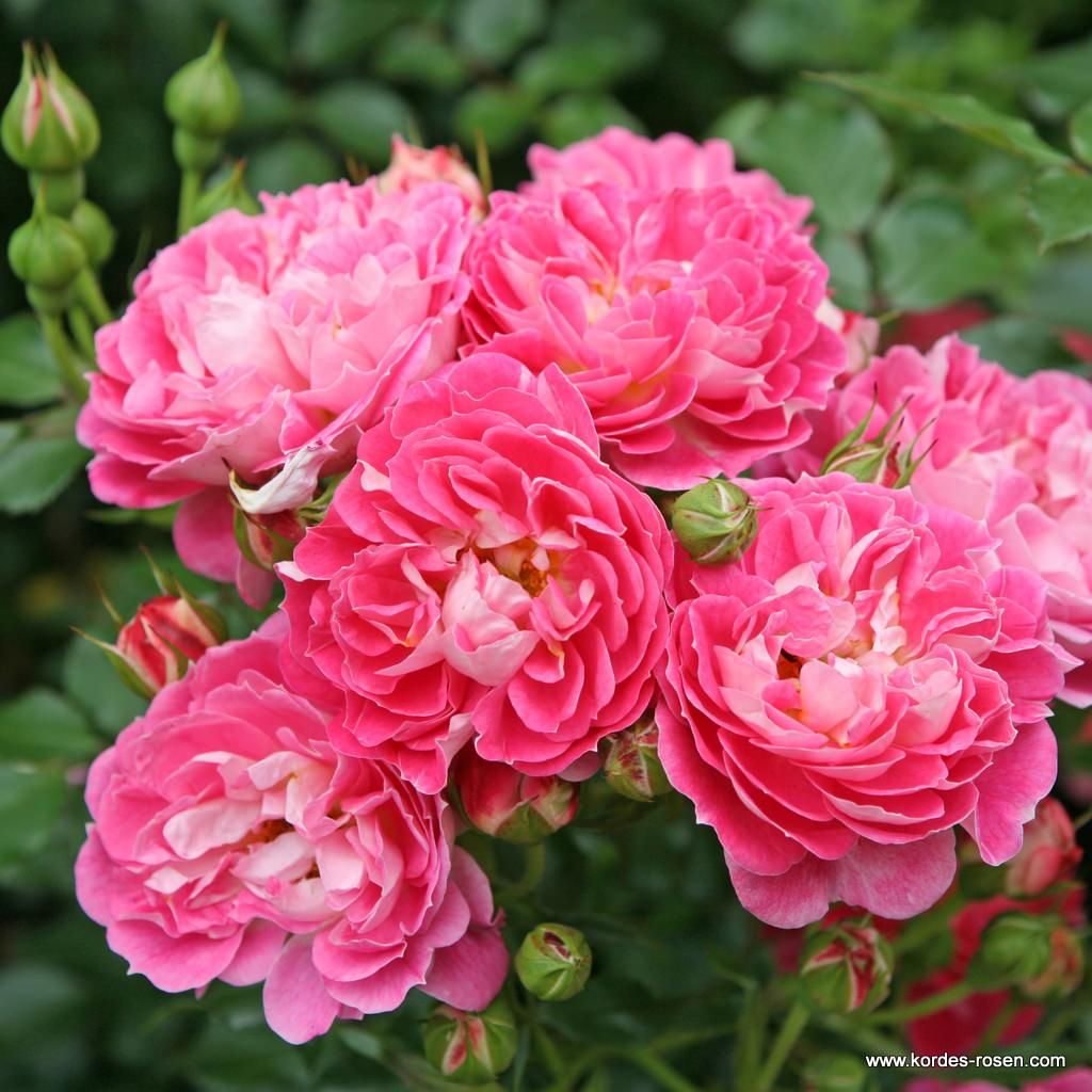 Miniature Roses | Shop By Type | Garden roses | Kordes Rosen