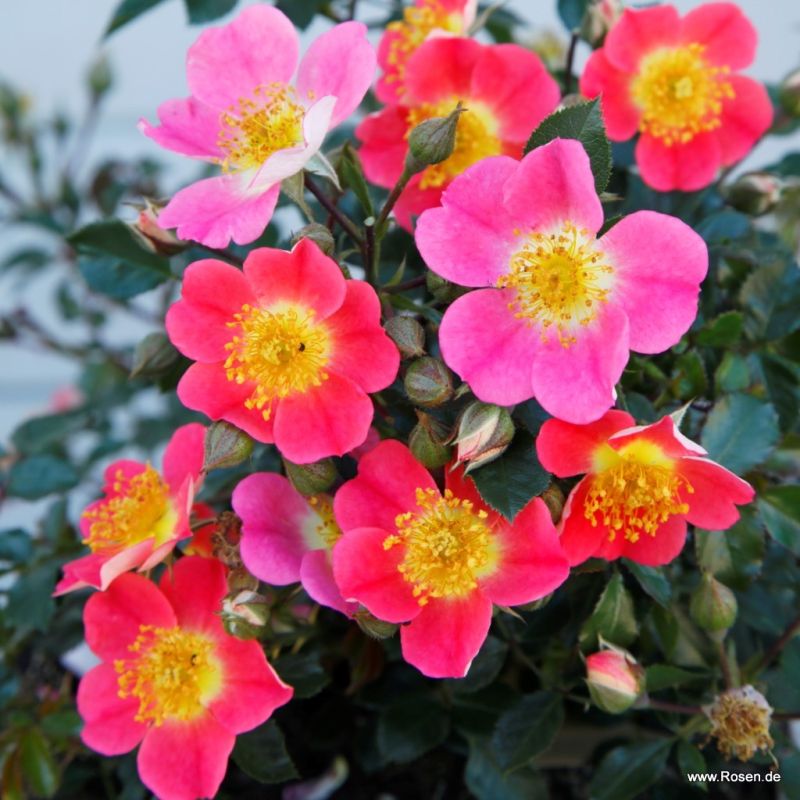 Topolina® | Kordes Rosen