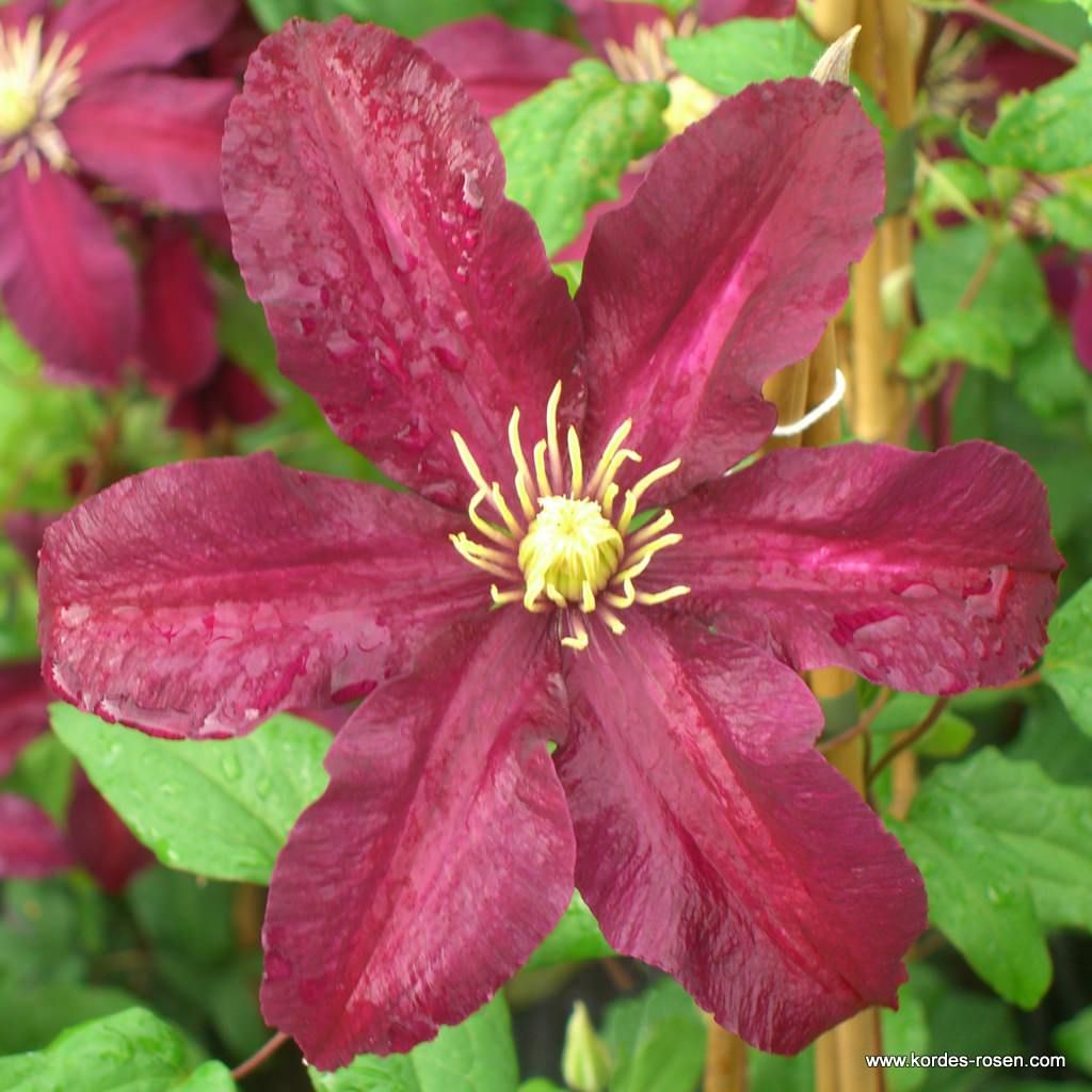 Clematis 'Arabella' | Kordes Rosen
