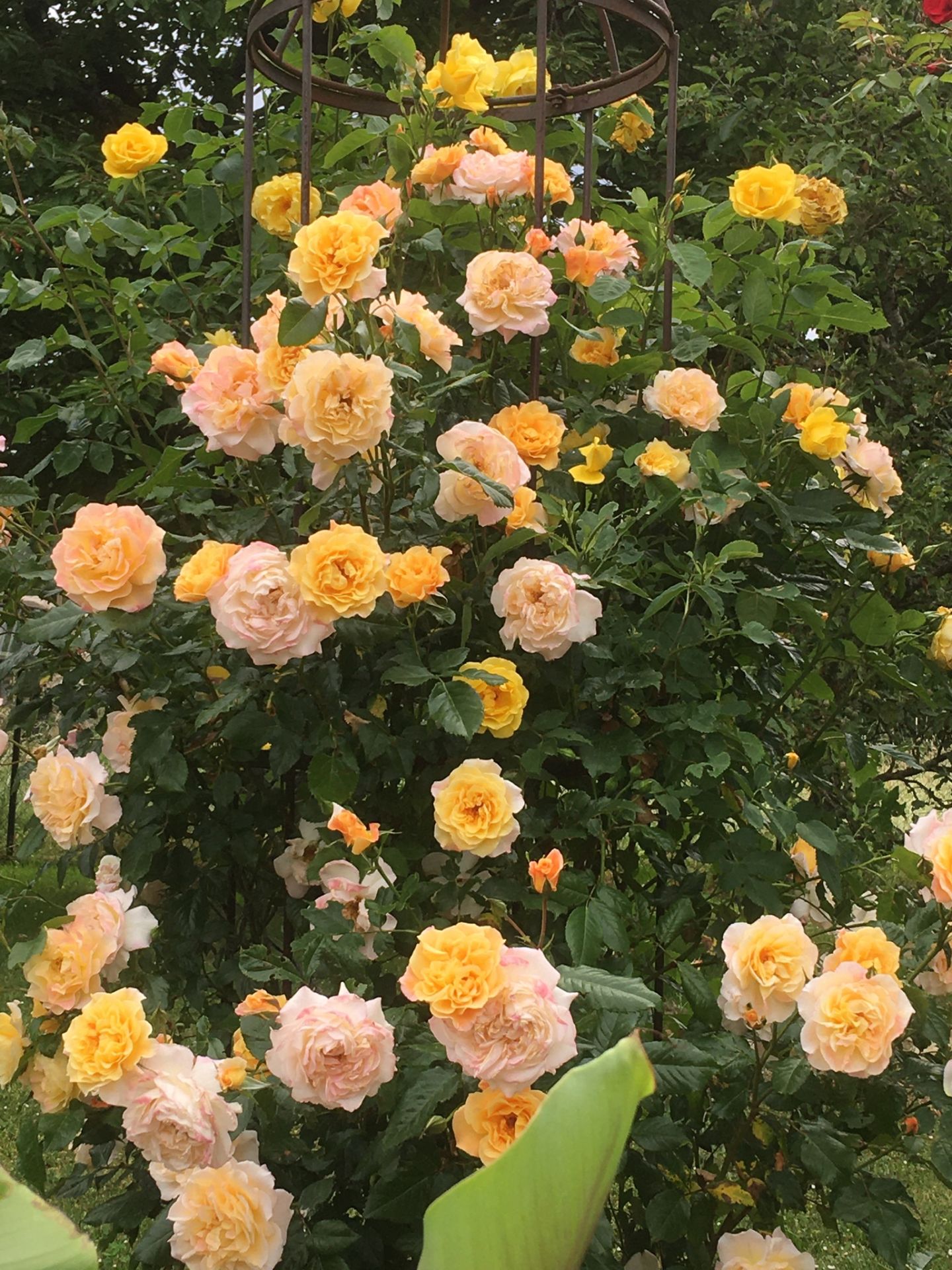 Moonlight® | Kordes Rosen