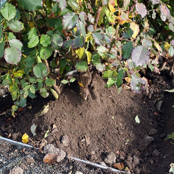 Winterschutz | Rund um Rosen | Service | Kordes Rosen