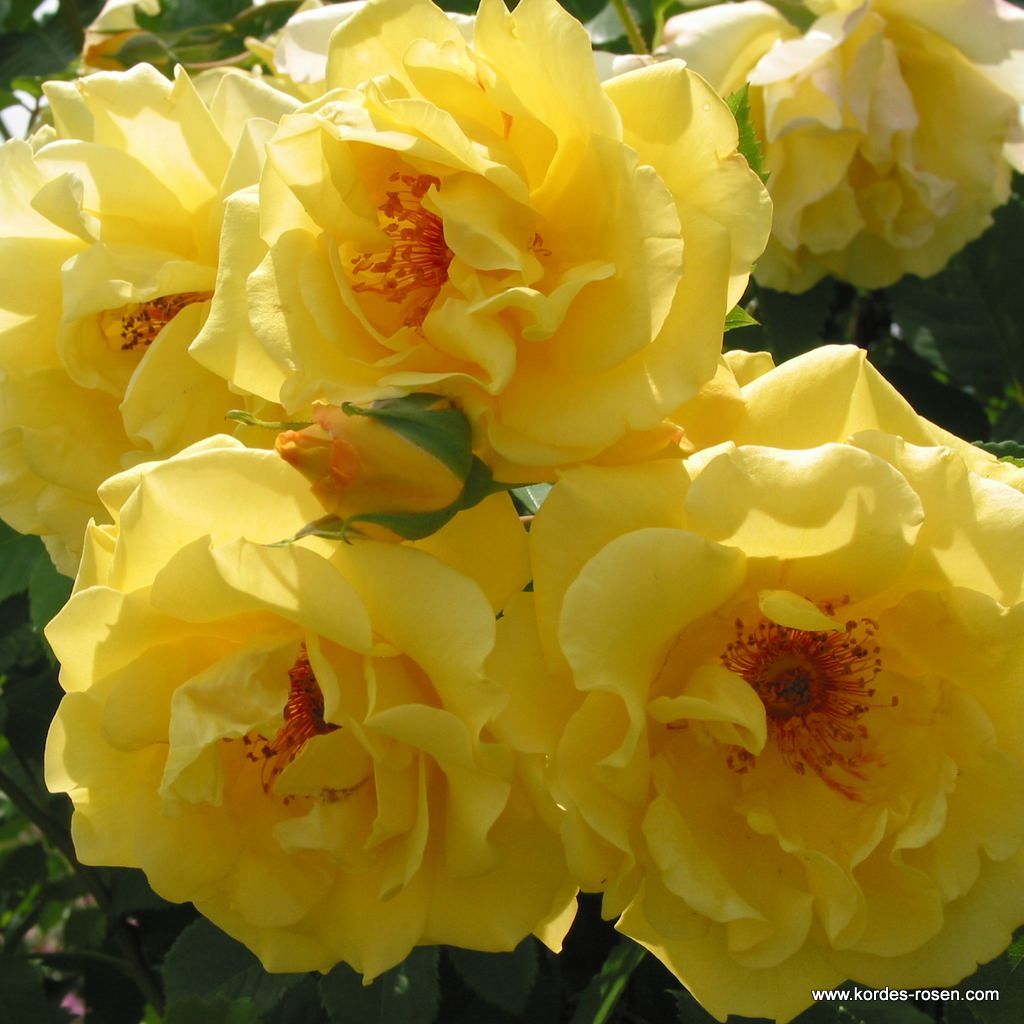 Golden Gate® | Kordes Rosen