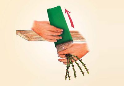 Pflanzanleitungen | Ihre Bestellung | Service | Kordes Rosen