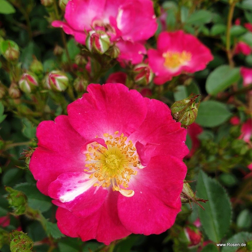 Miniature Roses | Shop By Type | Garden roses | Kordes Rosen