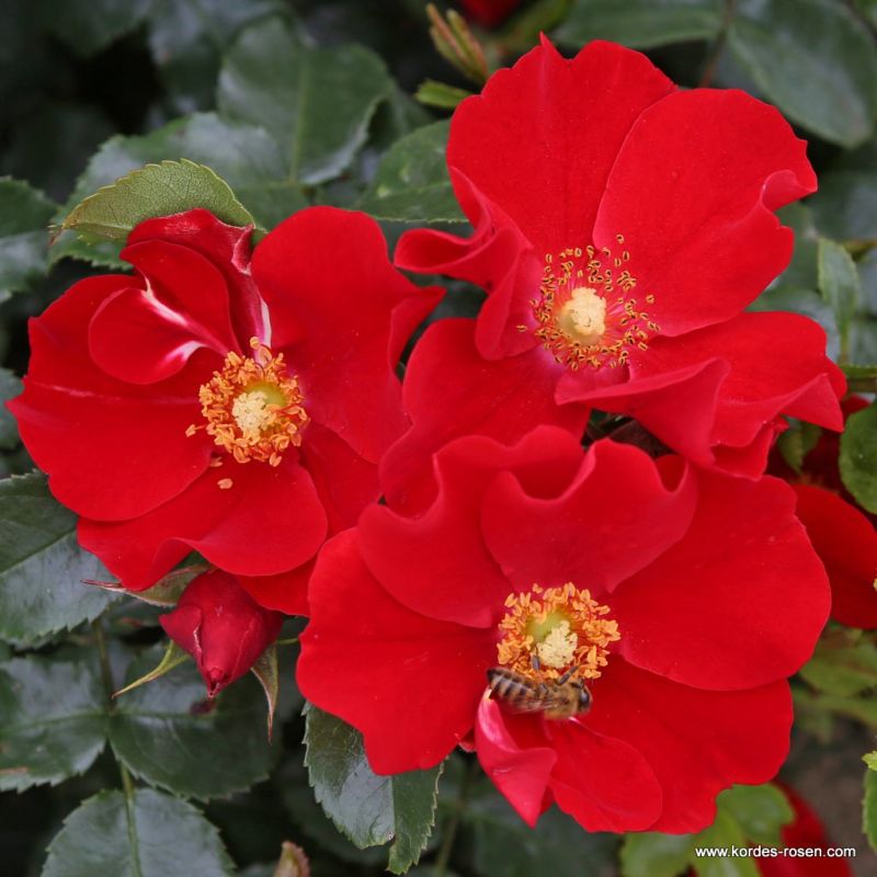 Topolina® | Kordes Rosen