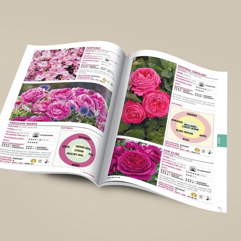 Kordes garden rose catalogue | Kordes Rosen