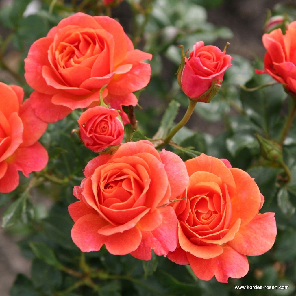 Lambada® | Kordes Rosen