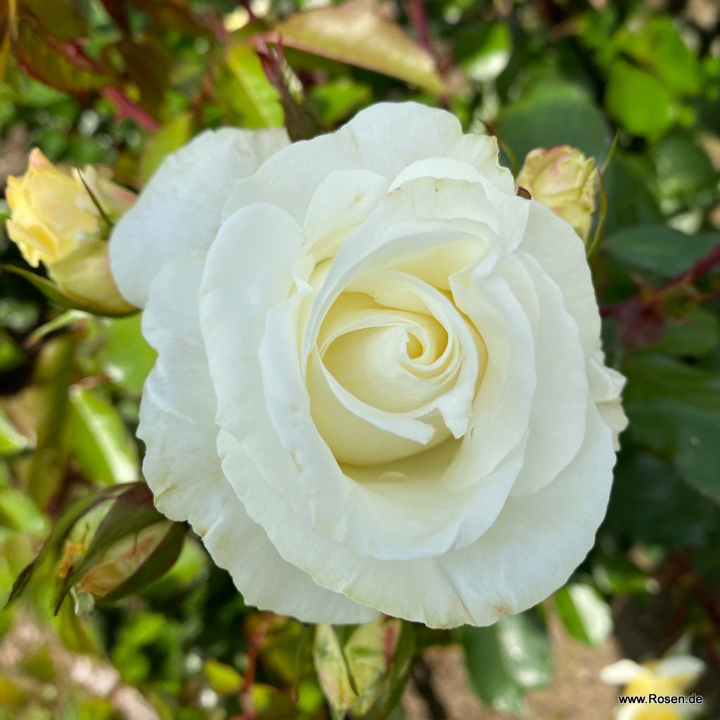 Mentor®-Rose | Kordes Rosen