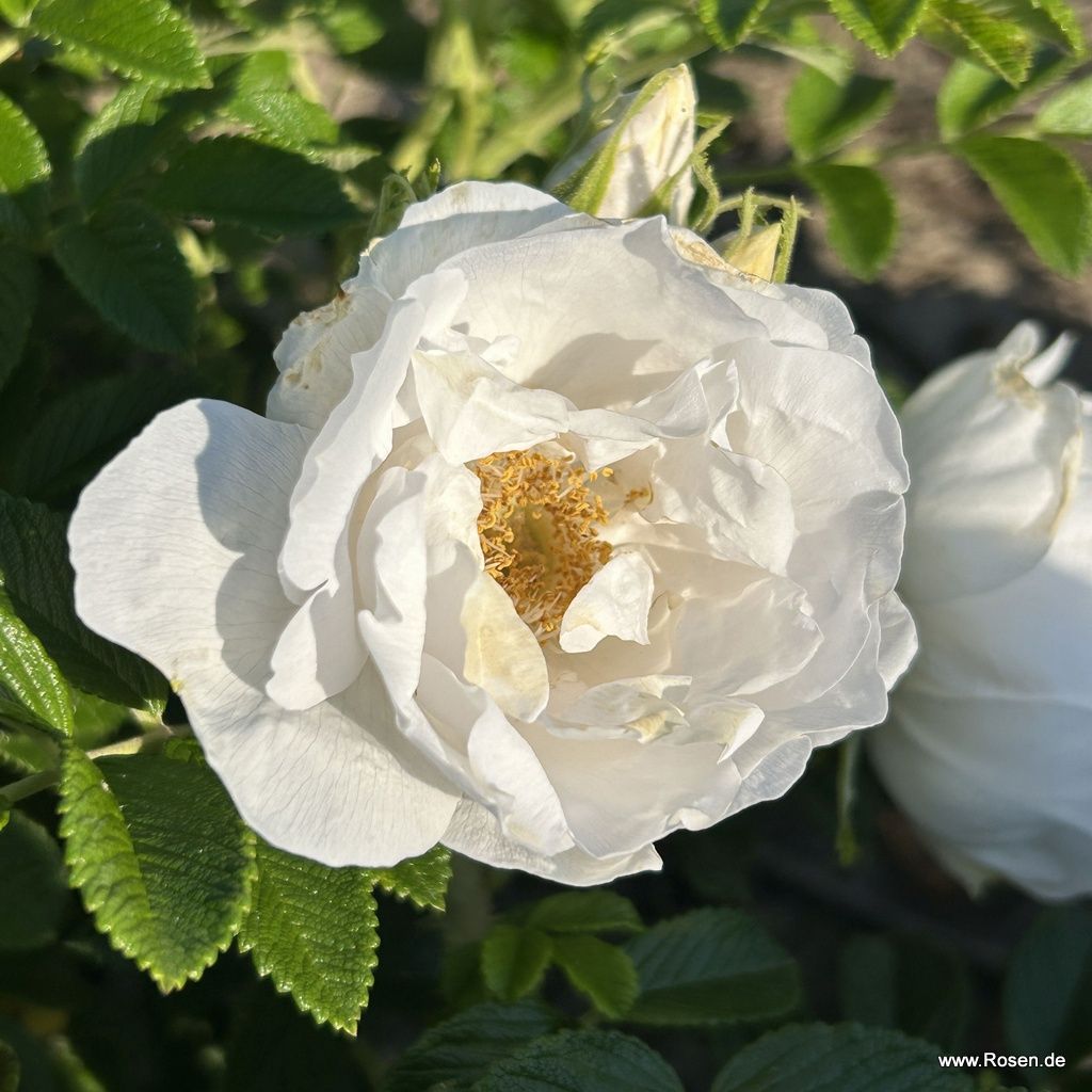 Frozen Roadrunner Rose | Kordes Rosen