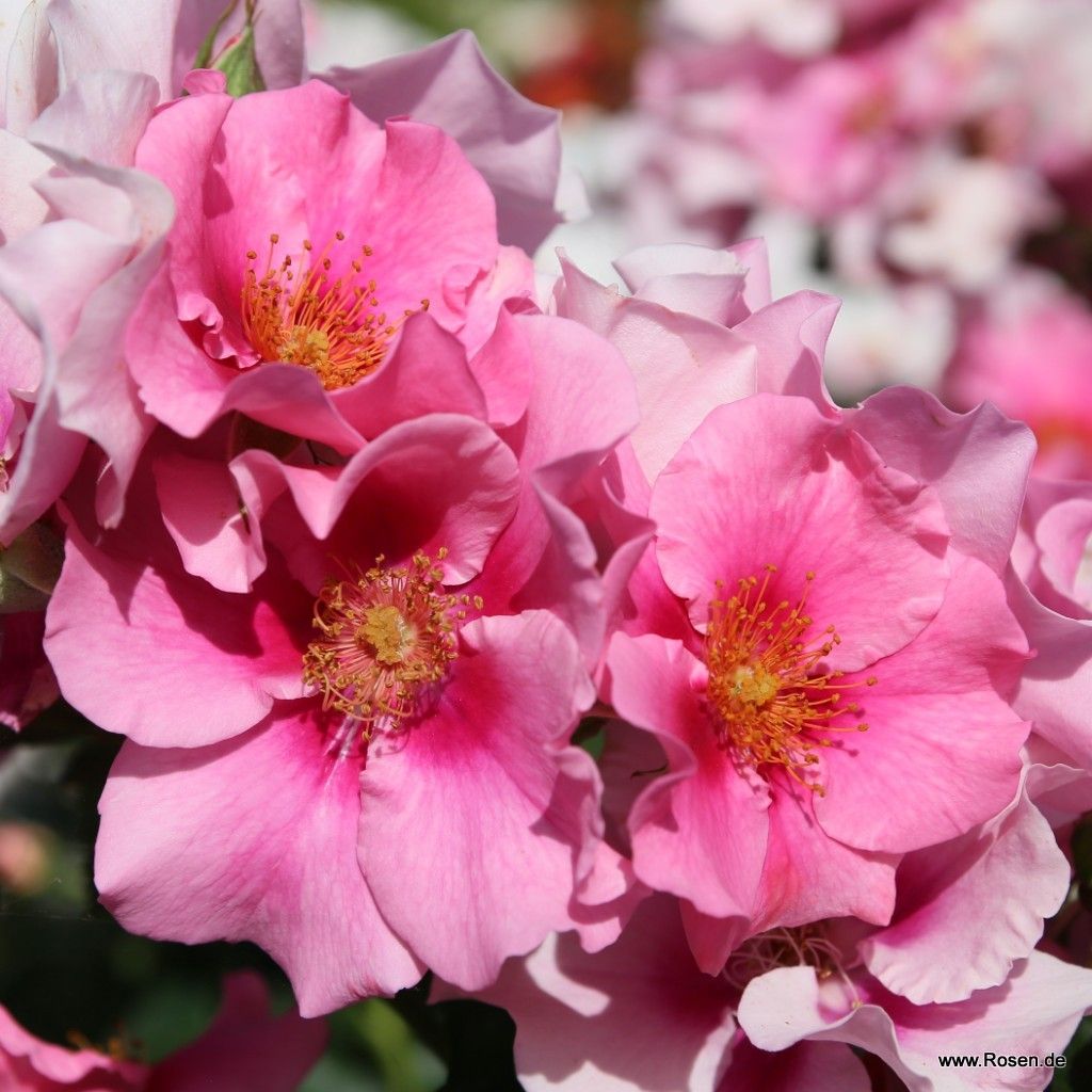 SEE YOU® in pink | Kordes Rosen