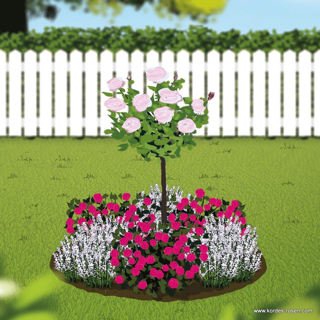 Samba® Rose | Kordes Rosen