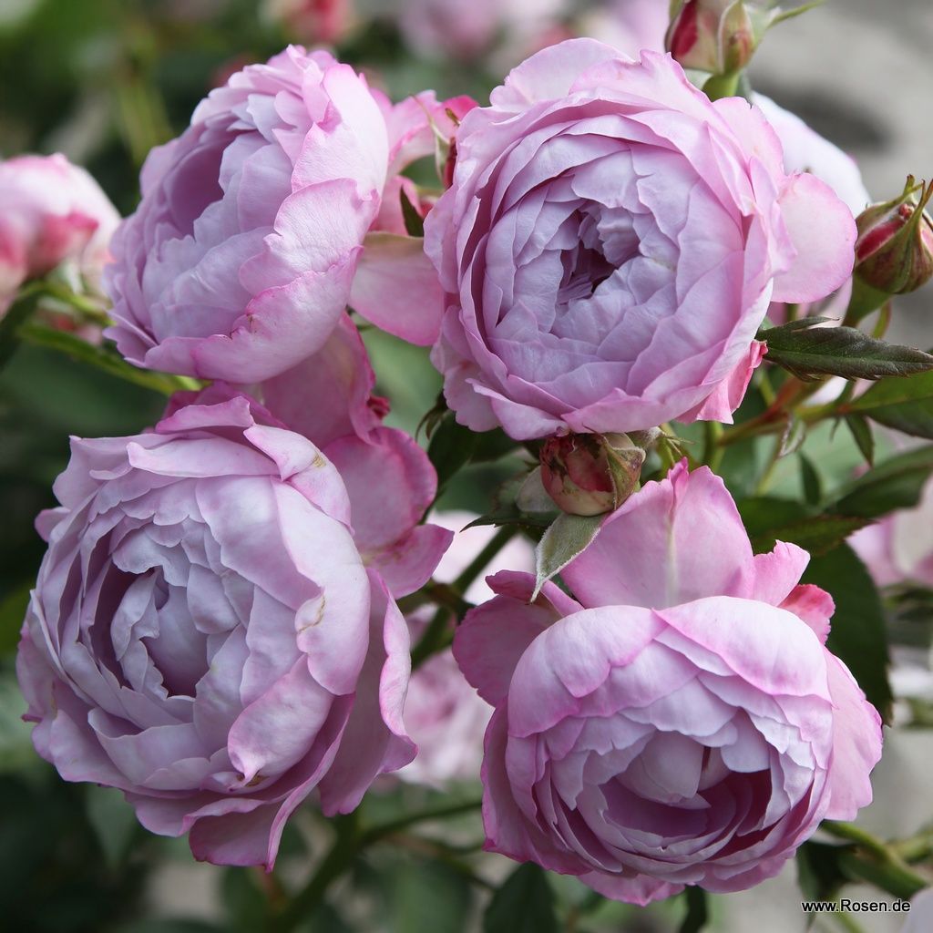 Herzogin Dorothea - Syn. Silent Parfuma® | Kordes Rosen