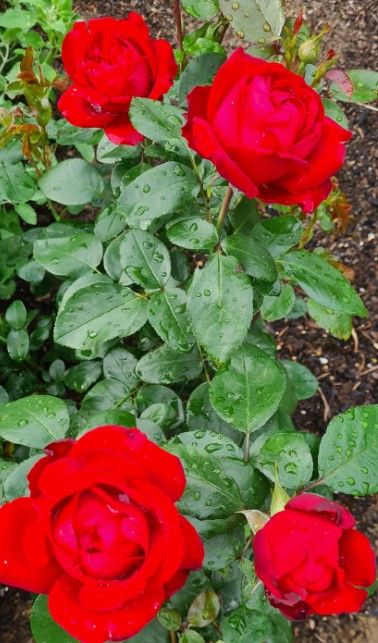 Tiamo® | Kordes Rosen