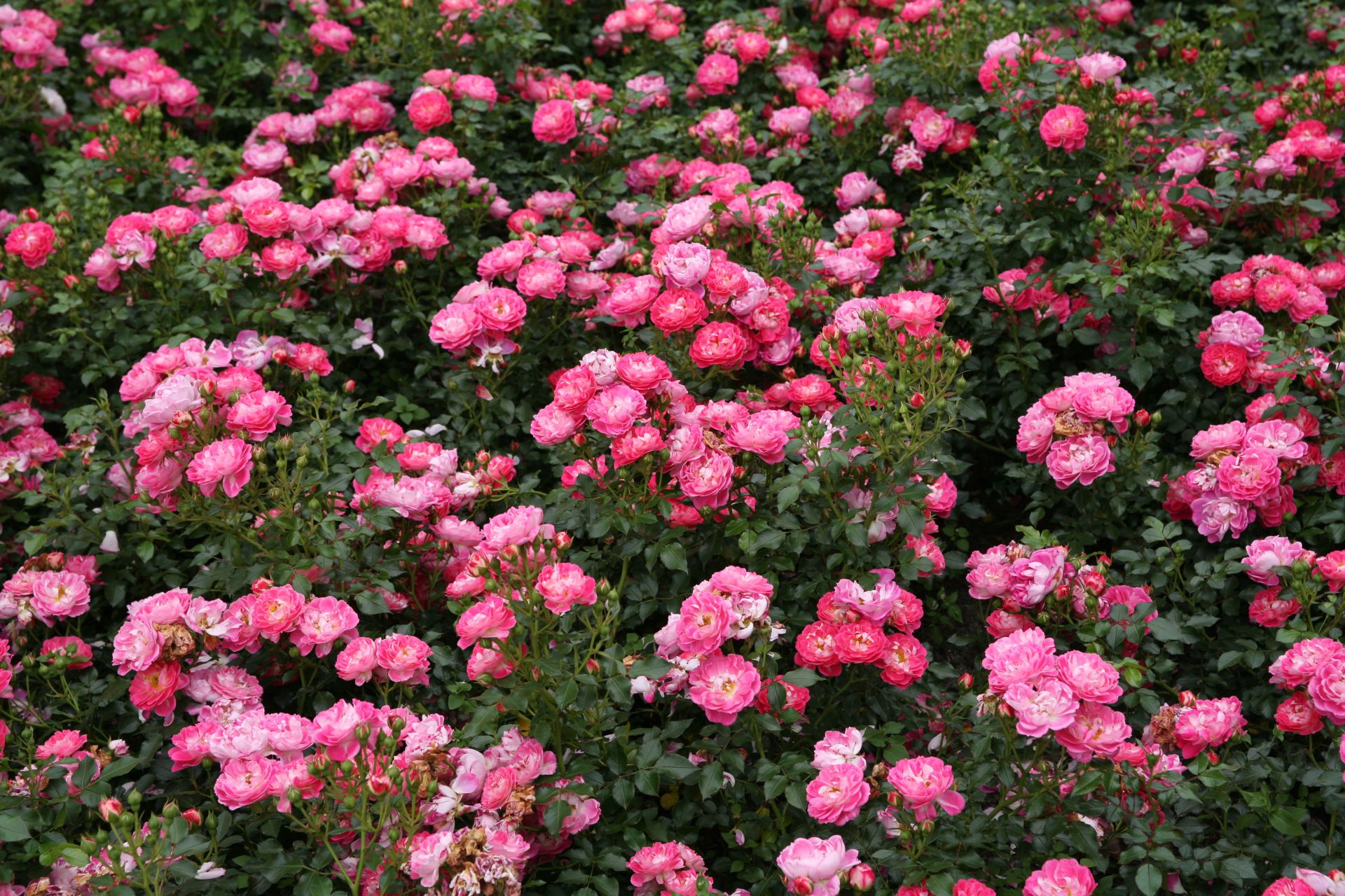 Lilliputs® Rosen Kollektion | Kordes Rosen