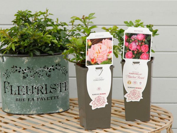 Kordes roses online shop - the most beautiful roses in the world ...