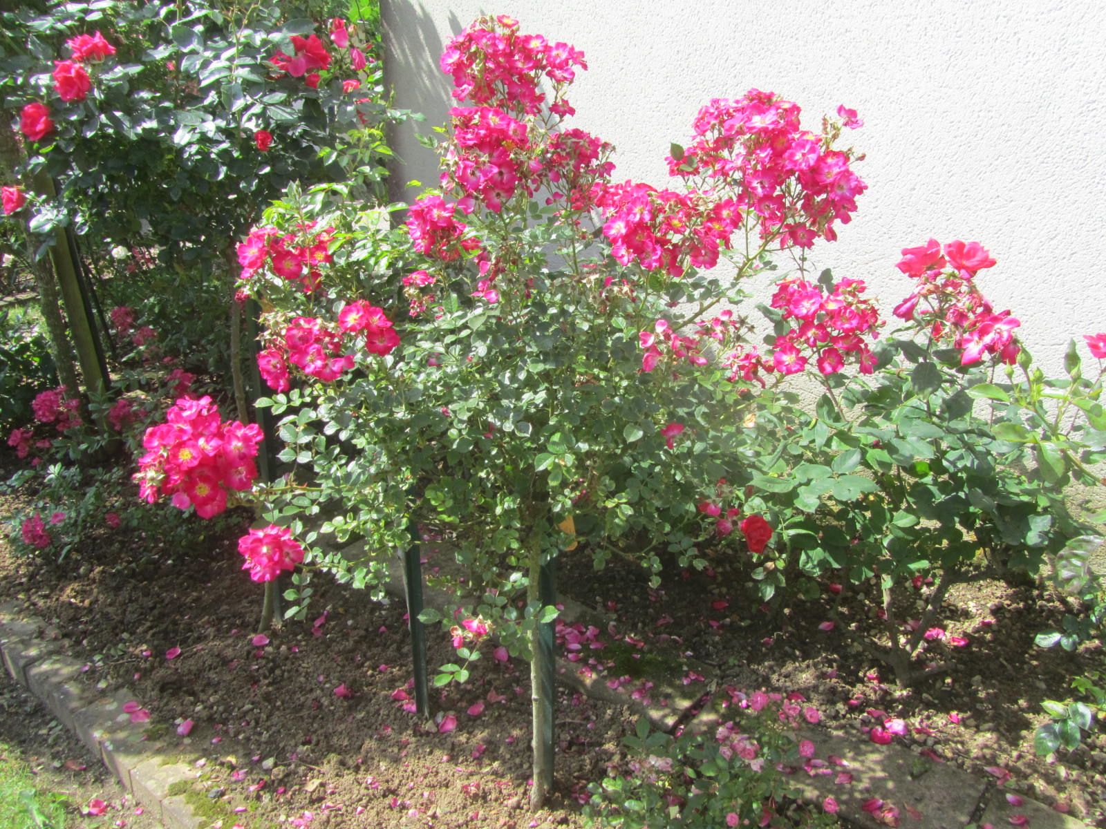 Lupo® | Kordes Rosen