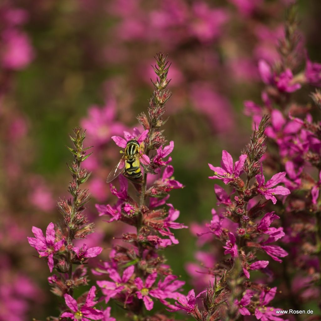 Klassische Rosenbegleiter | Rosenbegleiter | Kordes Rosen