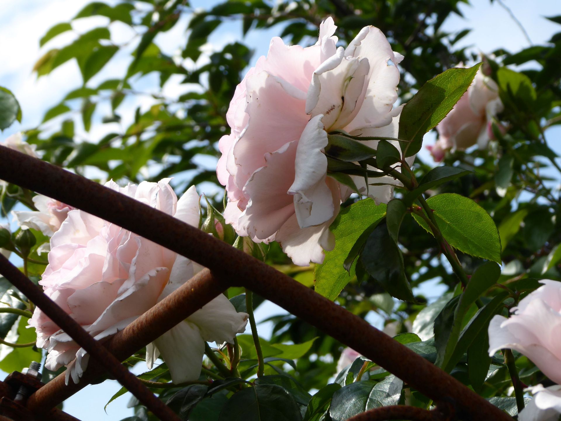 Alexandra® - Princesse de Luxembourg | Kordes Rosen