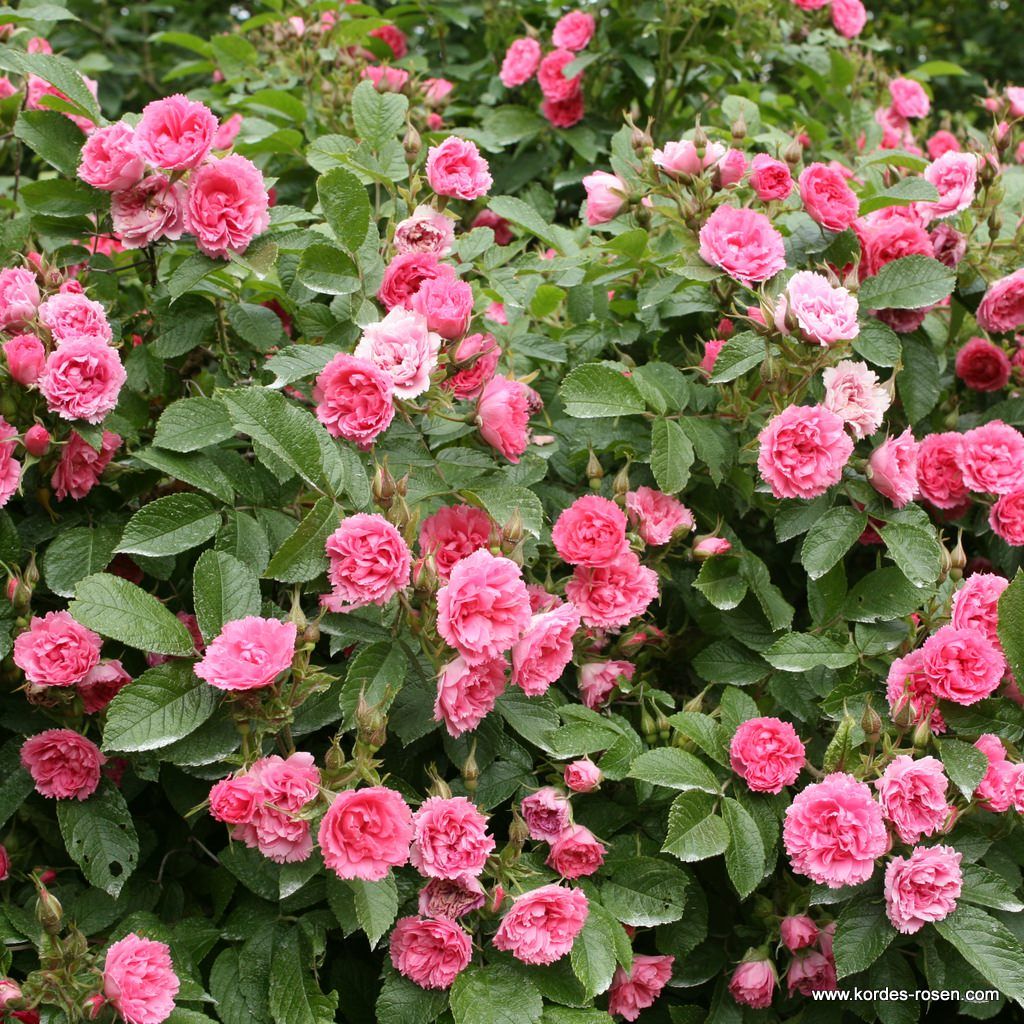 F. J. Grootendorst | Kordes Rosen