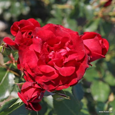 Royal Red® | Kordes Rosen