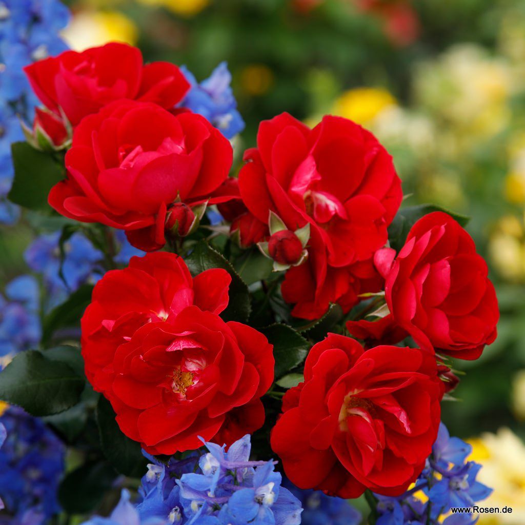 ADR-Rosen / ROSELAX® Rosen | Kordes Rosen