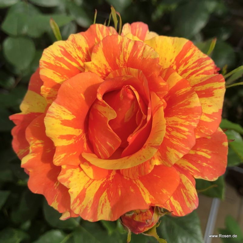 Kordes Rosen - Die schönsten Rosen der Welt kaufen | Kordes Rosen