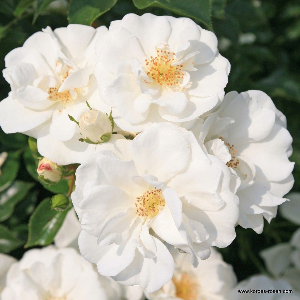 ADR-Rosen / ROSELAX® Rosen | Kordes Rosen