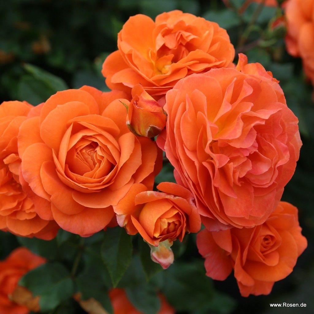 Phoenix® | Kordes Rosen