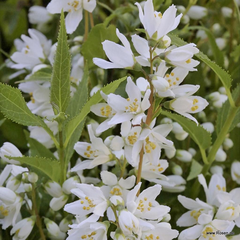 Blühende Schönheiten | Die Vielfalt der Begleiter | Rosenbegleiter ...