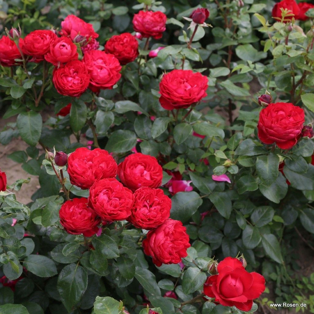 Tiamo® | Kordes Rosen
