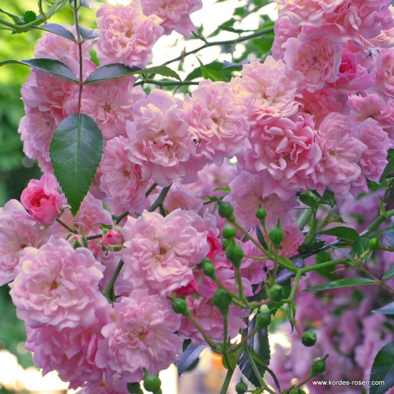 The Fairy | Kordes Rosen