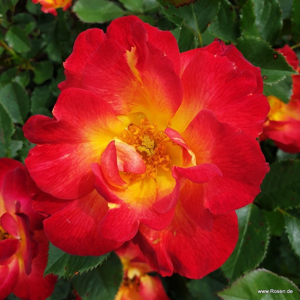 ADR-Rosen / ROSELAX® Rosen | Kordes Rosen