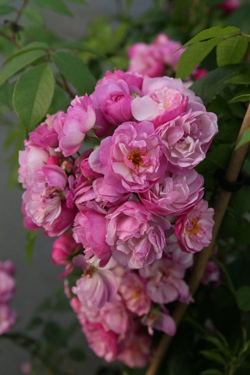 ADR®-Rosen / ROSELAX® Rosen | Kordes Rosen