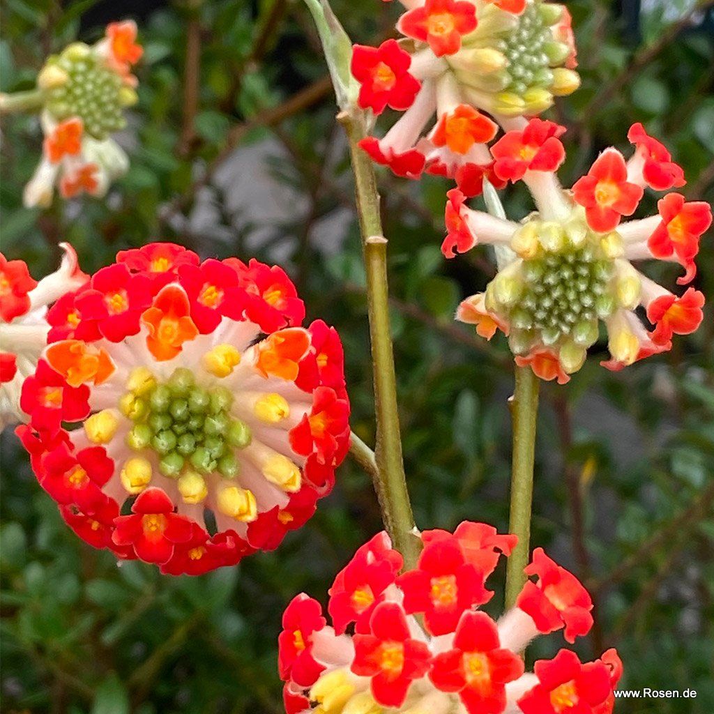 Japanischer Papierbusch 'Red Dragon' | Kordes Rosen