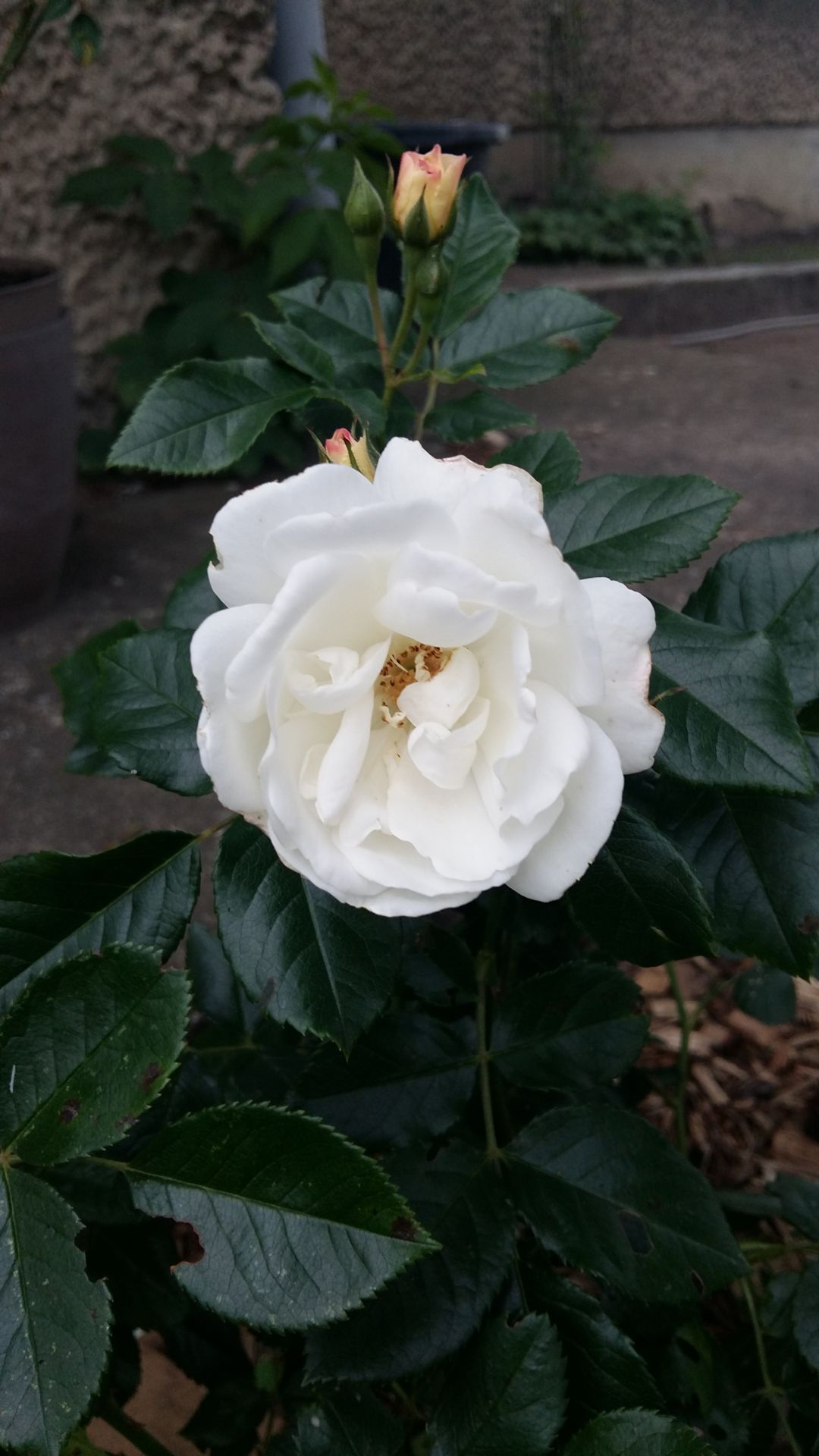 Weisse Wolke® | Kordes Rosen