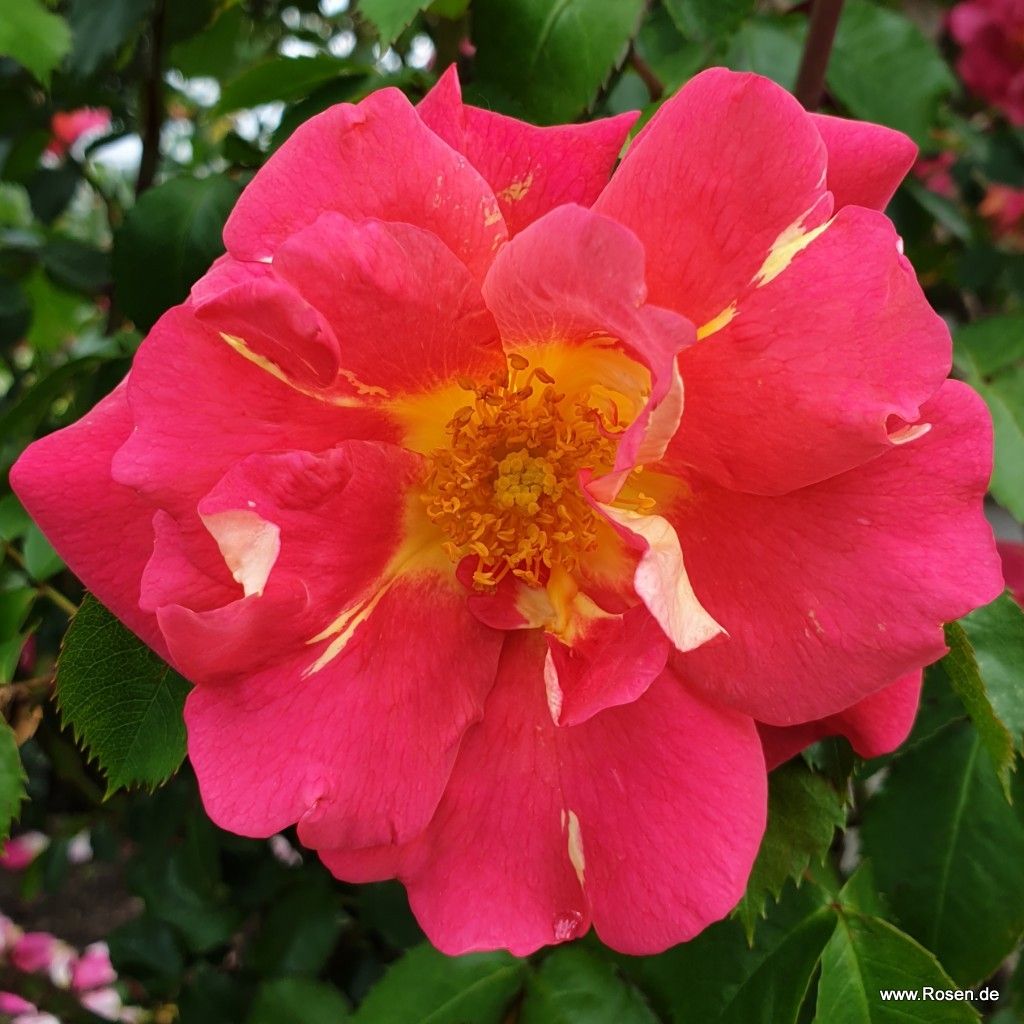 ADR-Rosen / ROSELAX® Rosen | Kordes Rosen