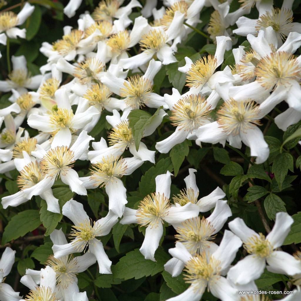 Clematis 'Wilsonii' | Kordes Rosen