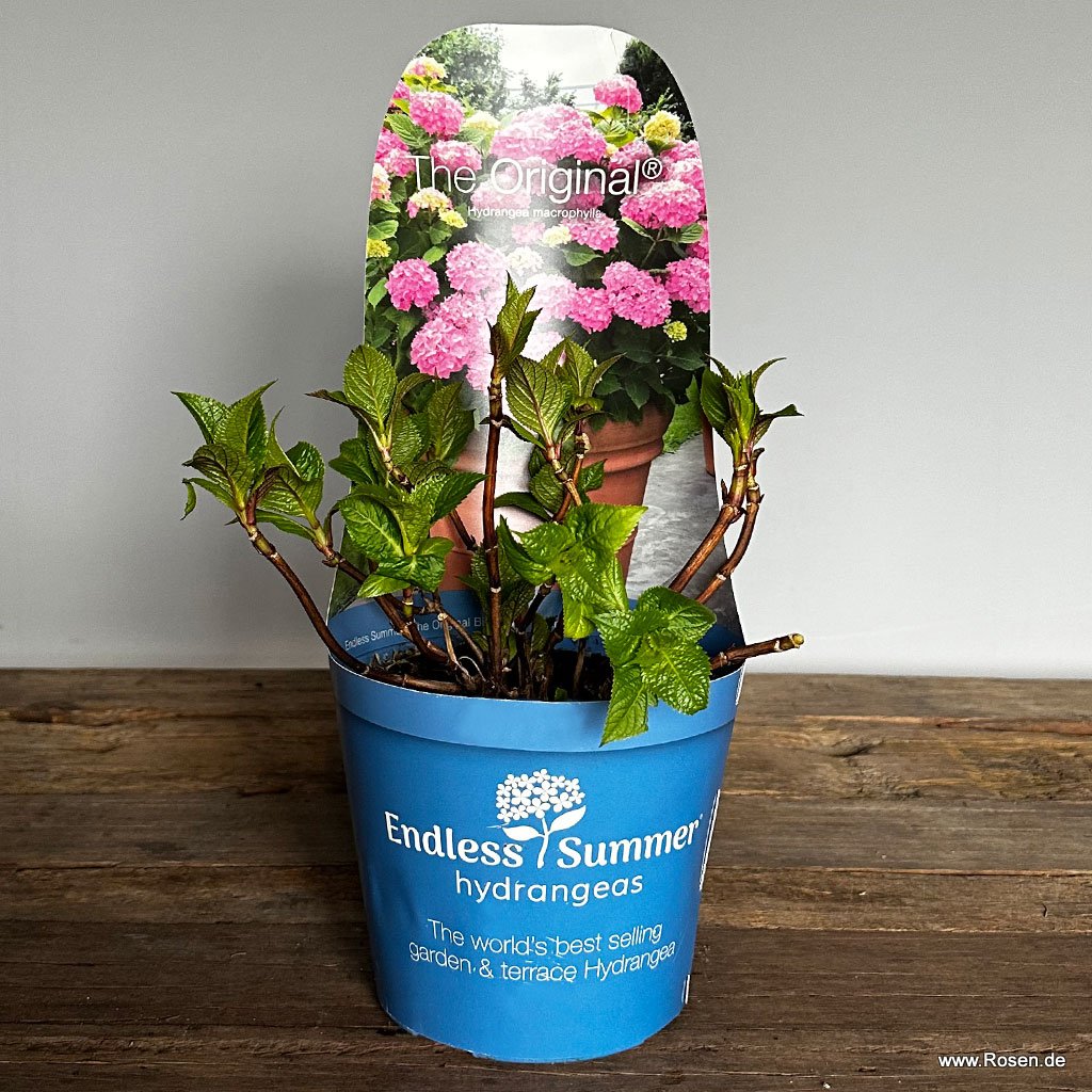 Bauernhortensie 'Endless Summer'® (rosa) | Kordes Rosen