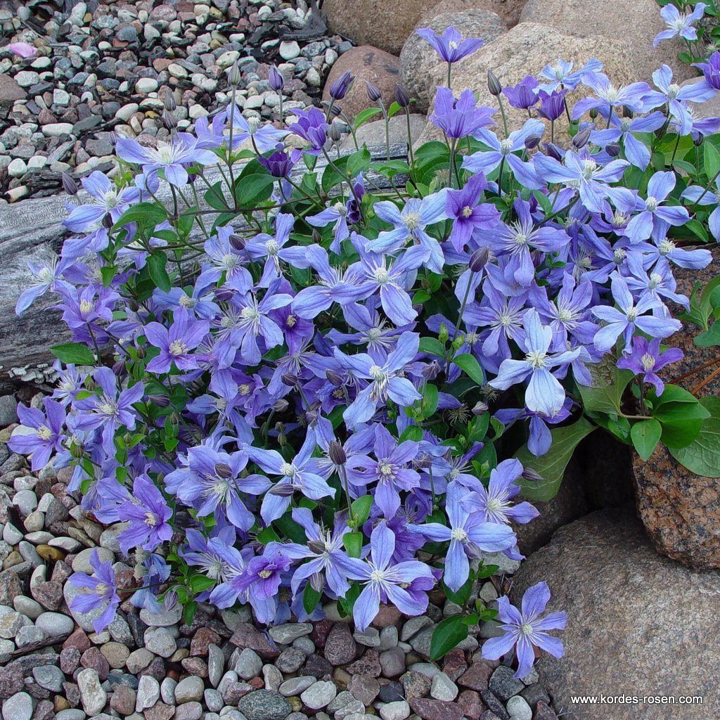 Purple Siluetta® | Kordes Rosen