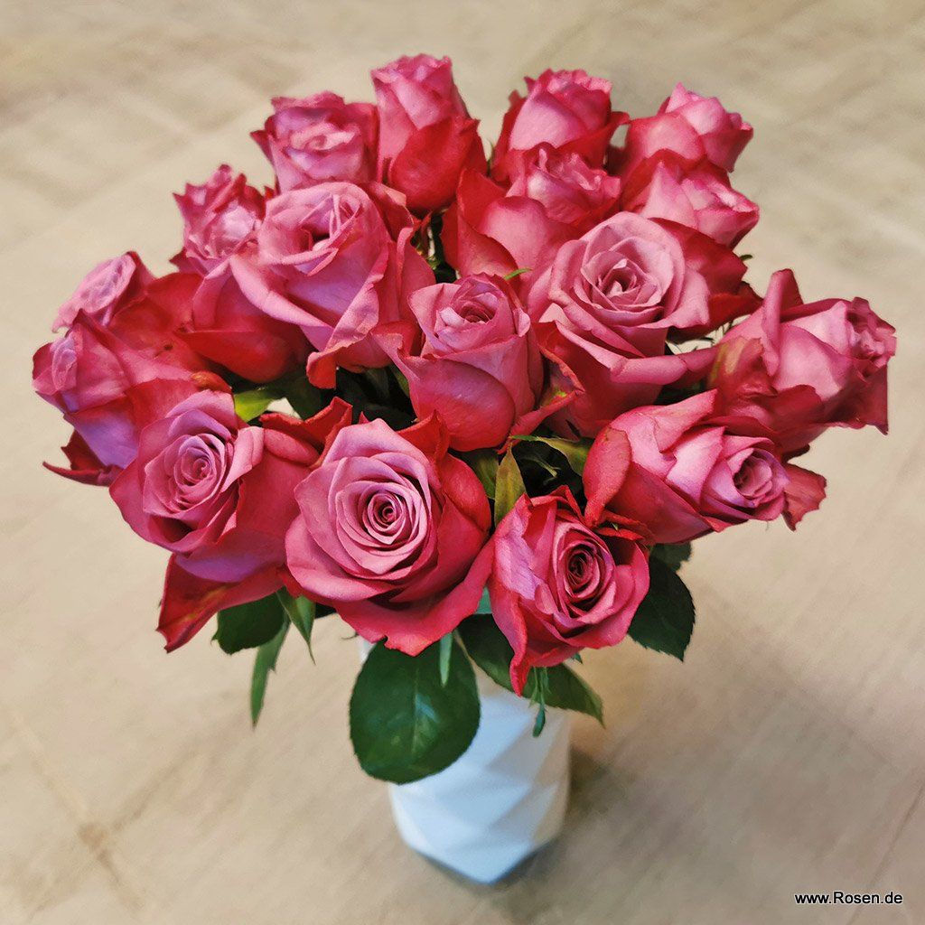 Schnittrosen | Kordes Rosen