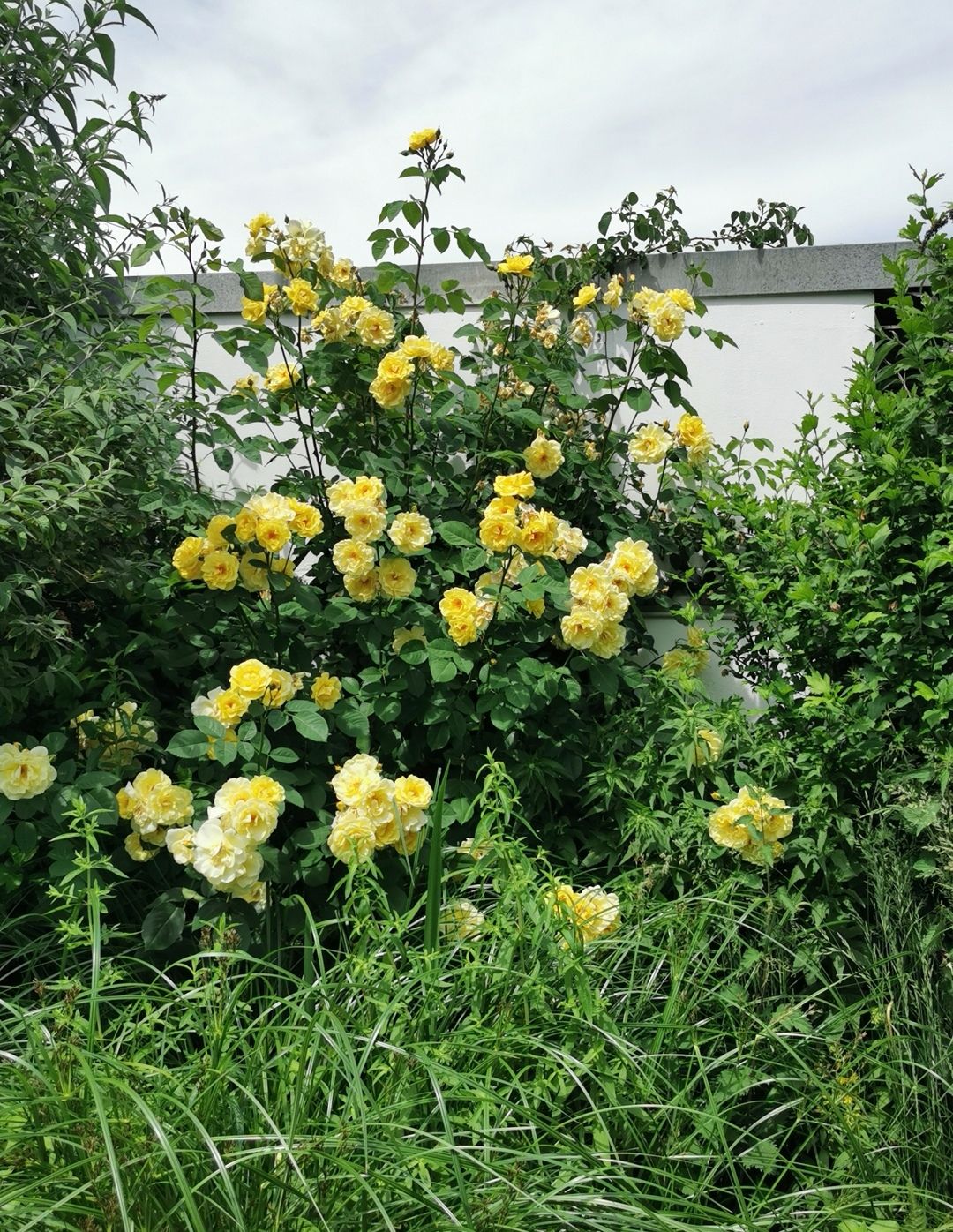 Golden Gate® | Kordes Rosen