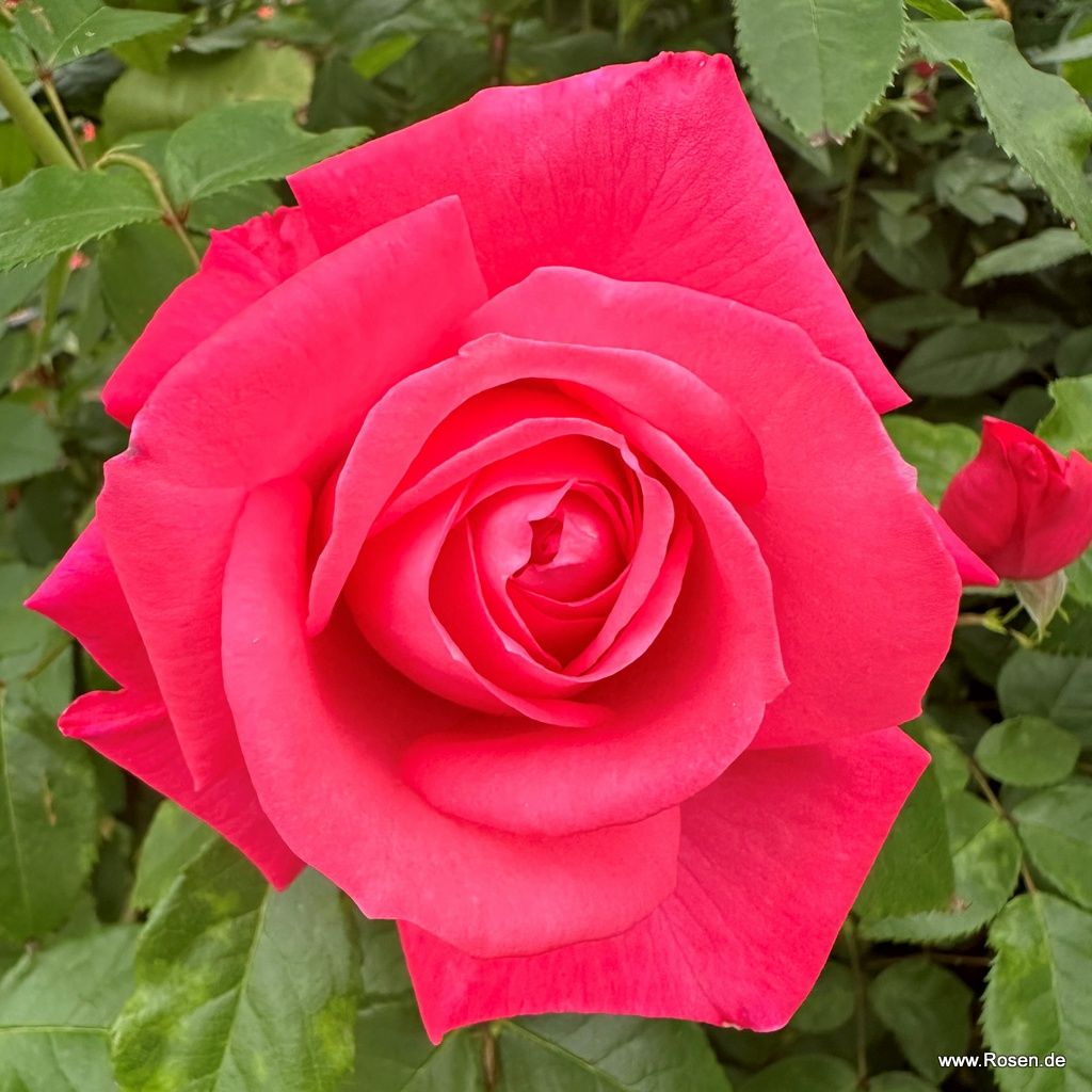 Cherry Lady® | Kordes Rosen