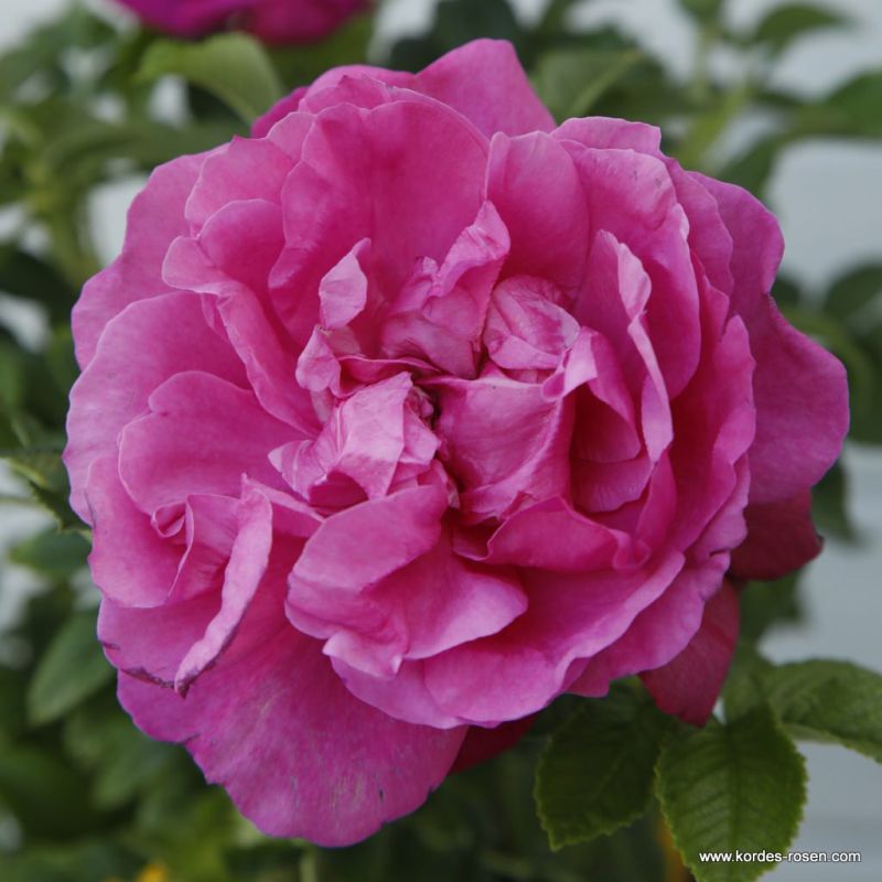 Roadrunner® | Collections | Garden roses | Kordes Rosen