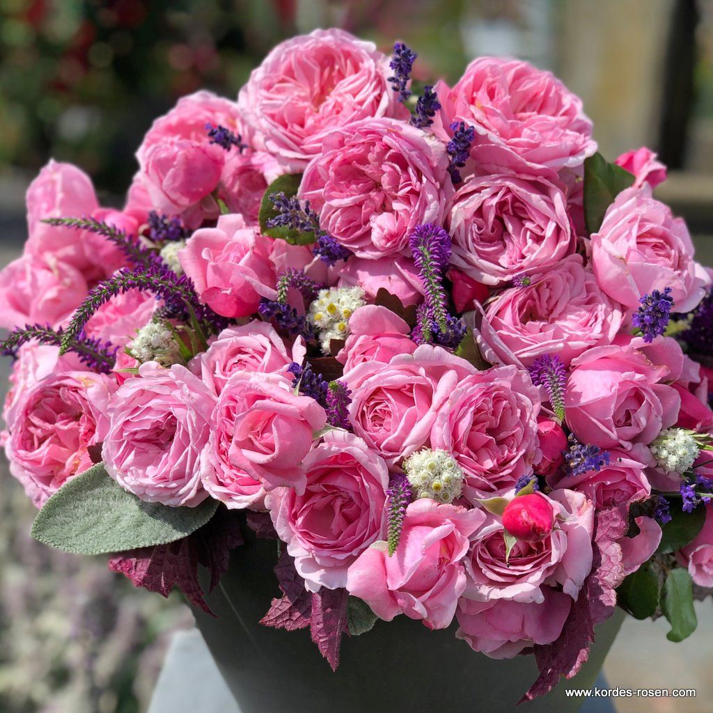 Kiss me Kate® | Kordes Rosen