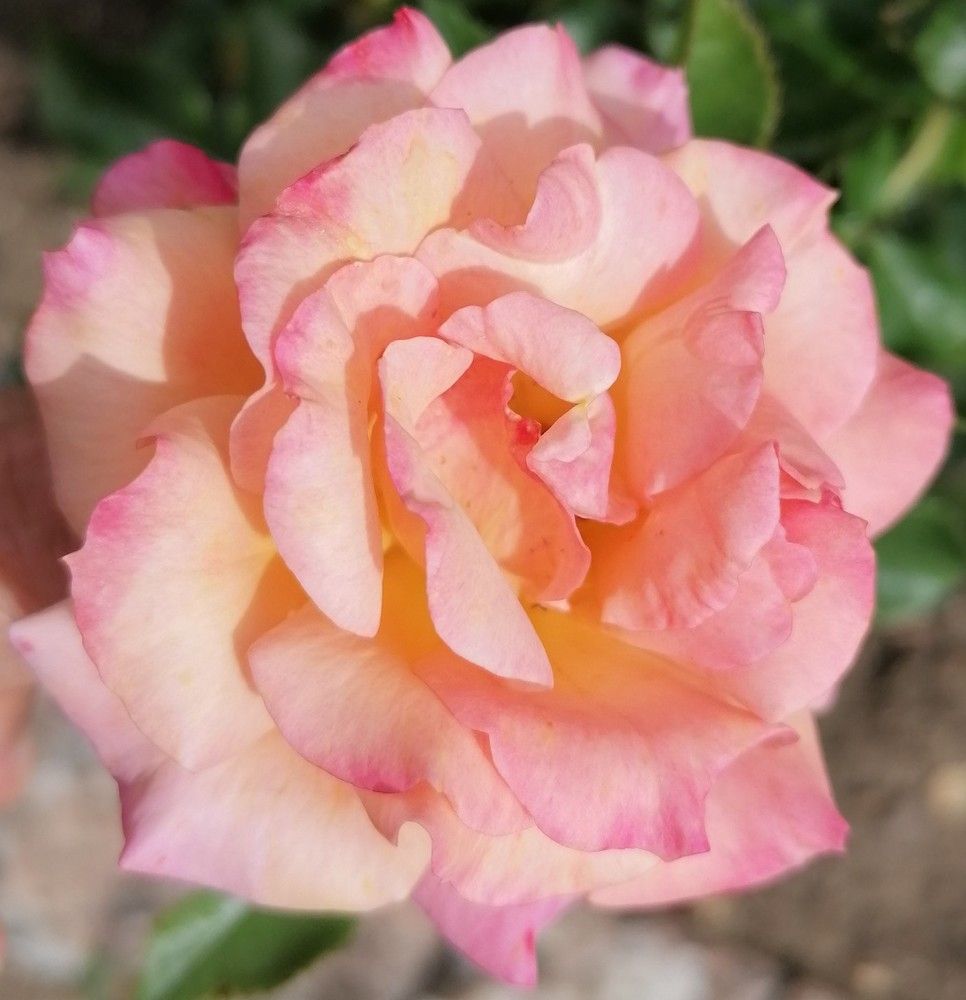 Lambada® | Kordes Rosen